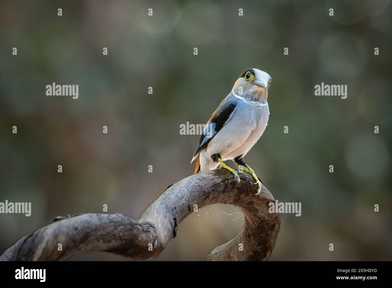 Small birds in Ma Da forest in Vinh Cuu district, Dong Nai province ...