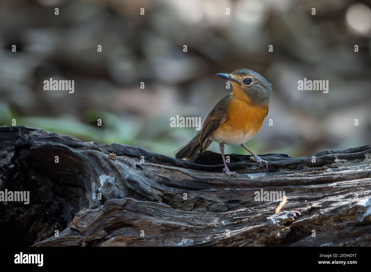Small birds in Ma Da forest in Vinh Cuu district, Dong Nai province ...