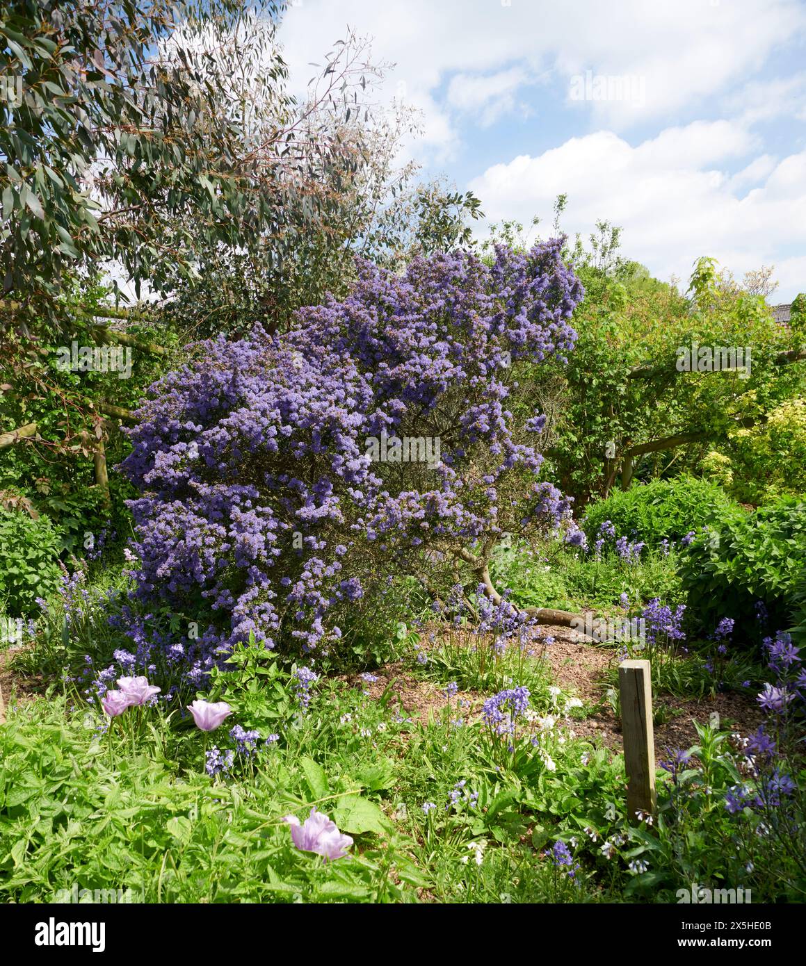 Ceanothus tree hi-res stock photography and images - Alamy