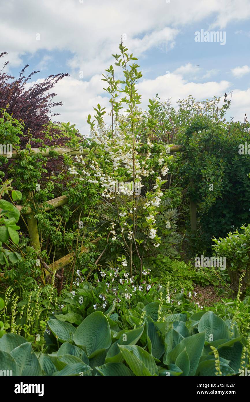 Silverbell tree hi-res stock photography and images - Alamy