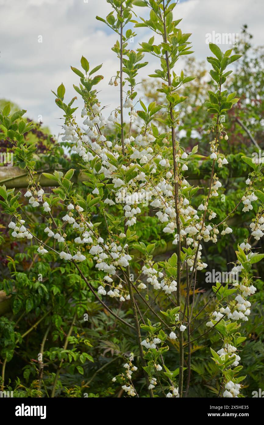 Silverbell tree hi-res stock photography and images - Alamy