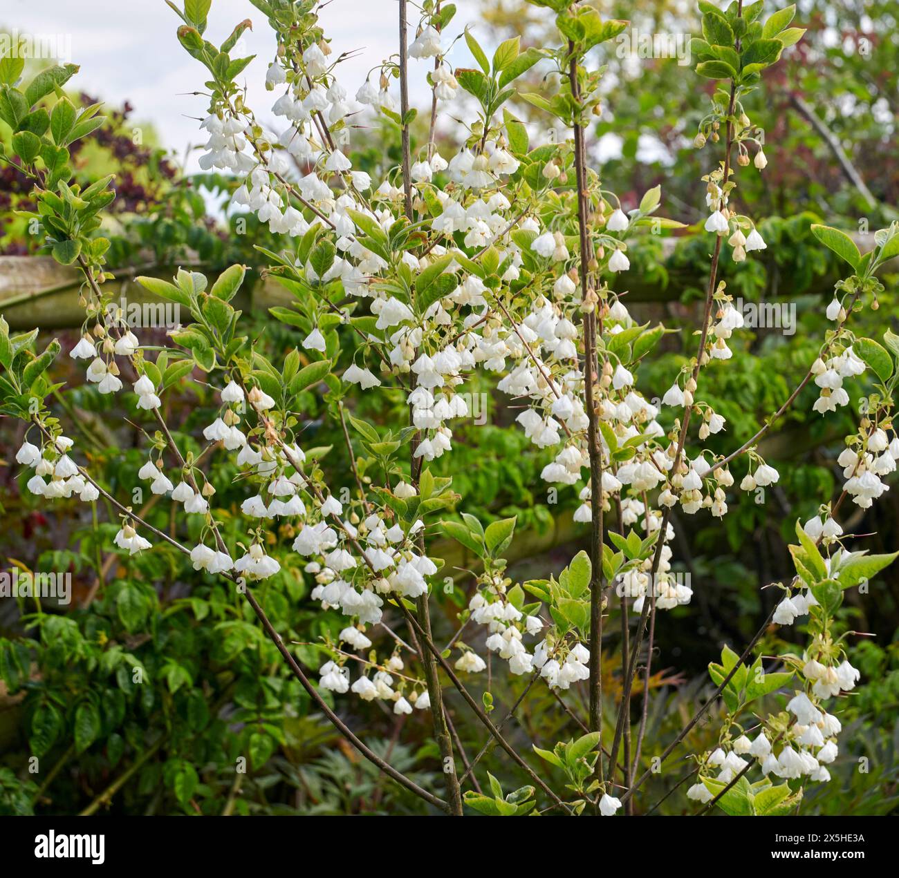 Silverbell hi-res stock photography and images - Alamy