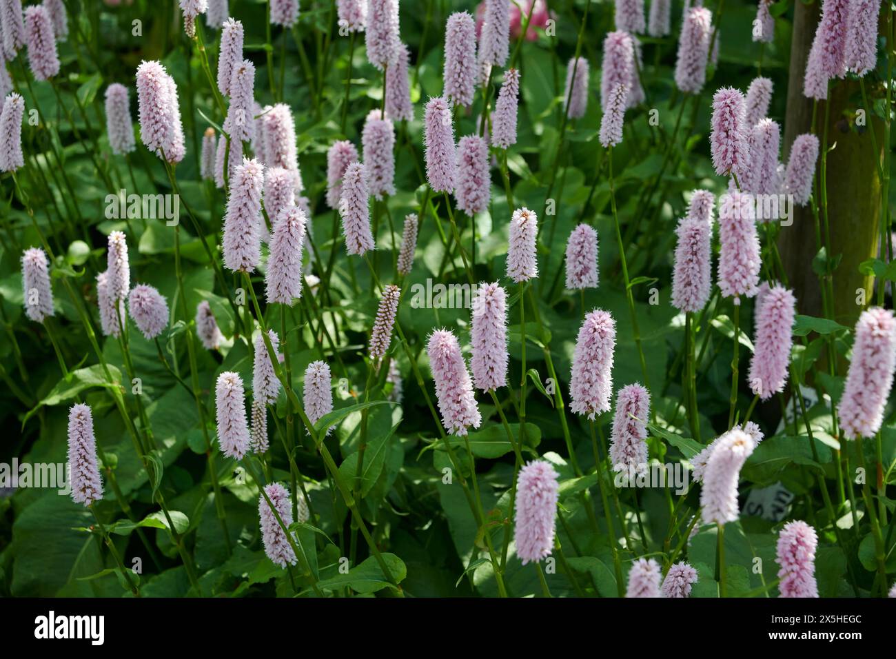 Field of purple bistort (Persicaria bistorta) flowers in full bloom ...