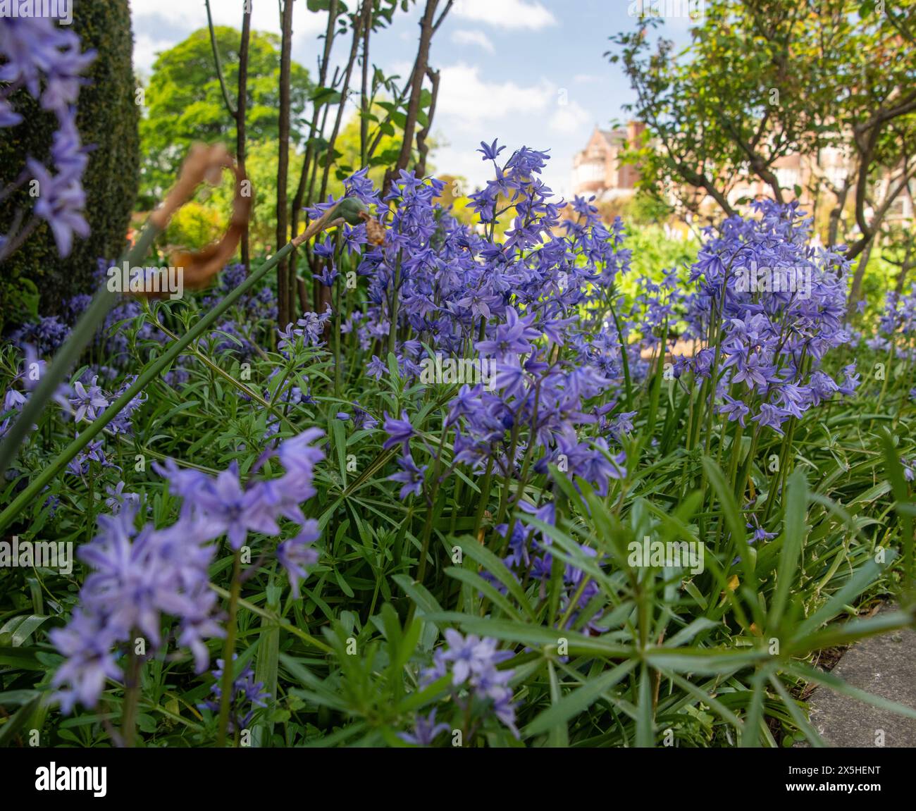 Bluebells Spanish bluebells (Hyacinths Hyacinthoides) Hispanica ...