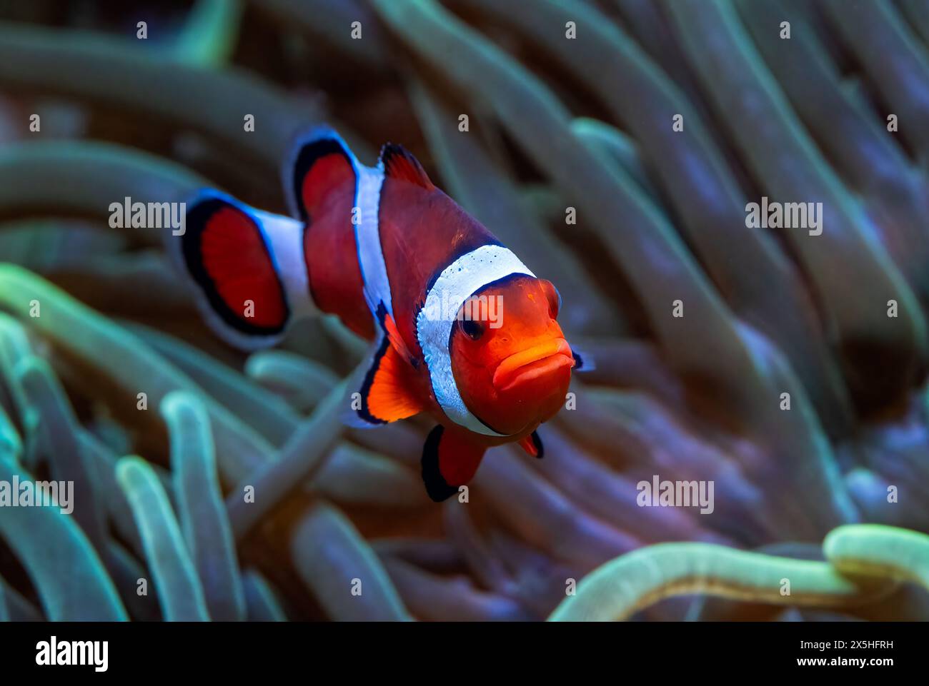 Clown Anemonefish - Amphiprion ocellaris, small beautiful colored ocean ...