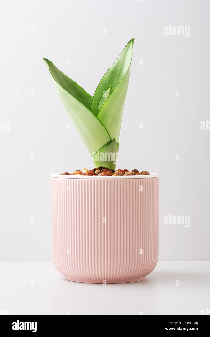 Indoor plant in pastel pink pot on white table background Stock Photo ...
