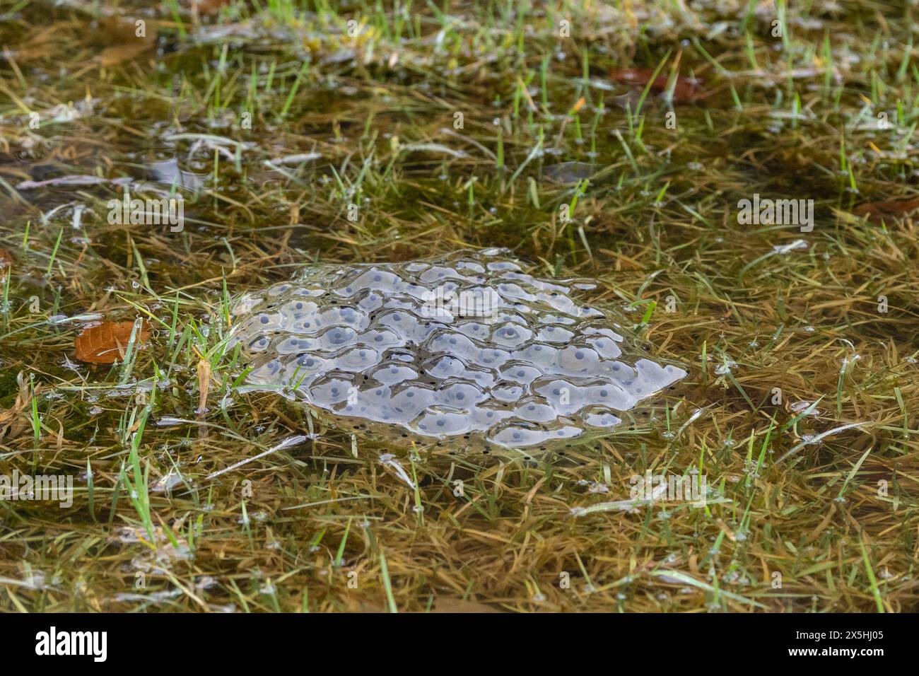 Frogspawn laid in shallow puddle in field - UK Stock Photo - Alamy