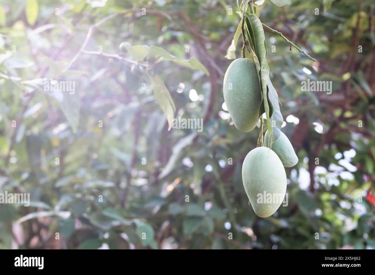 Powdered sunshine hi-res stock photography and images - Alamy