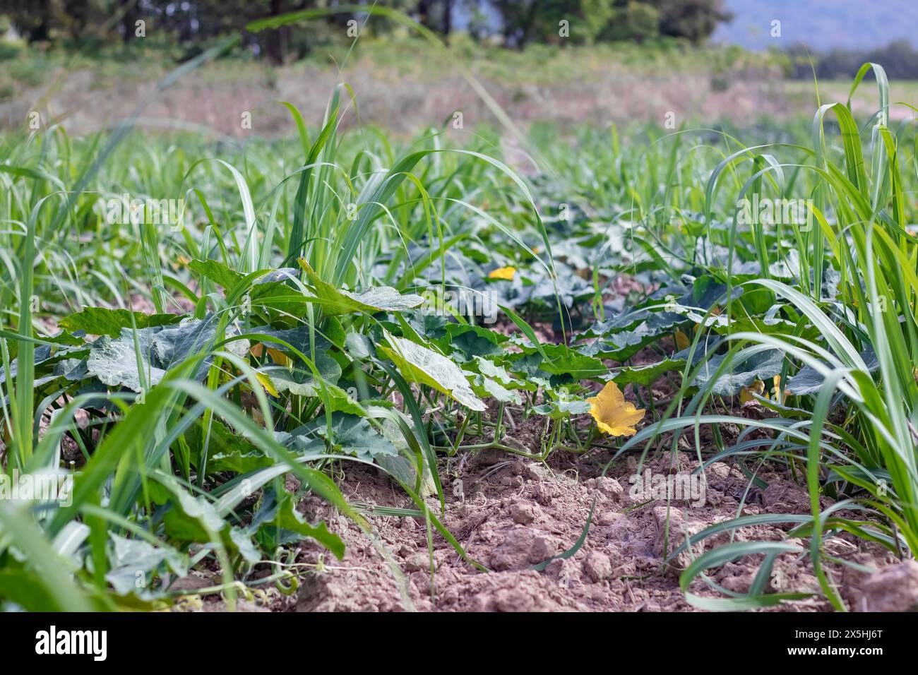 the pumpkin, planting Pumpkin combine with sugar cane, that is ...