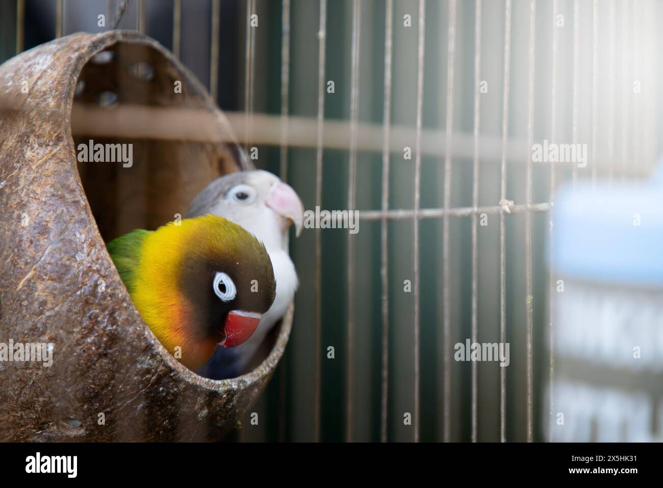 about the parrot in a cage that is a beautiful bird Stock Photo - Alamy
