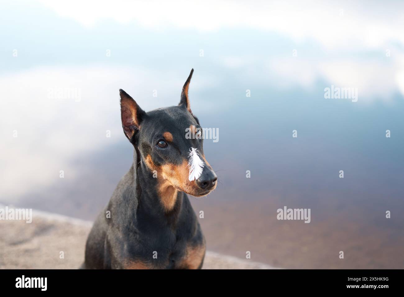 A Doberman Pinscher dog with a focused expression stands guard, a ...