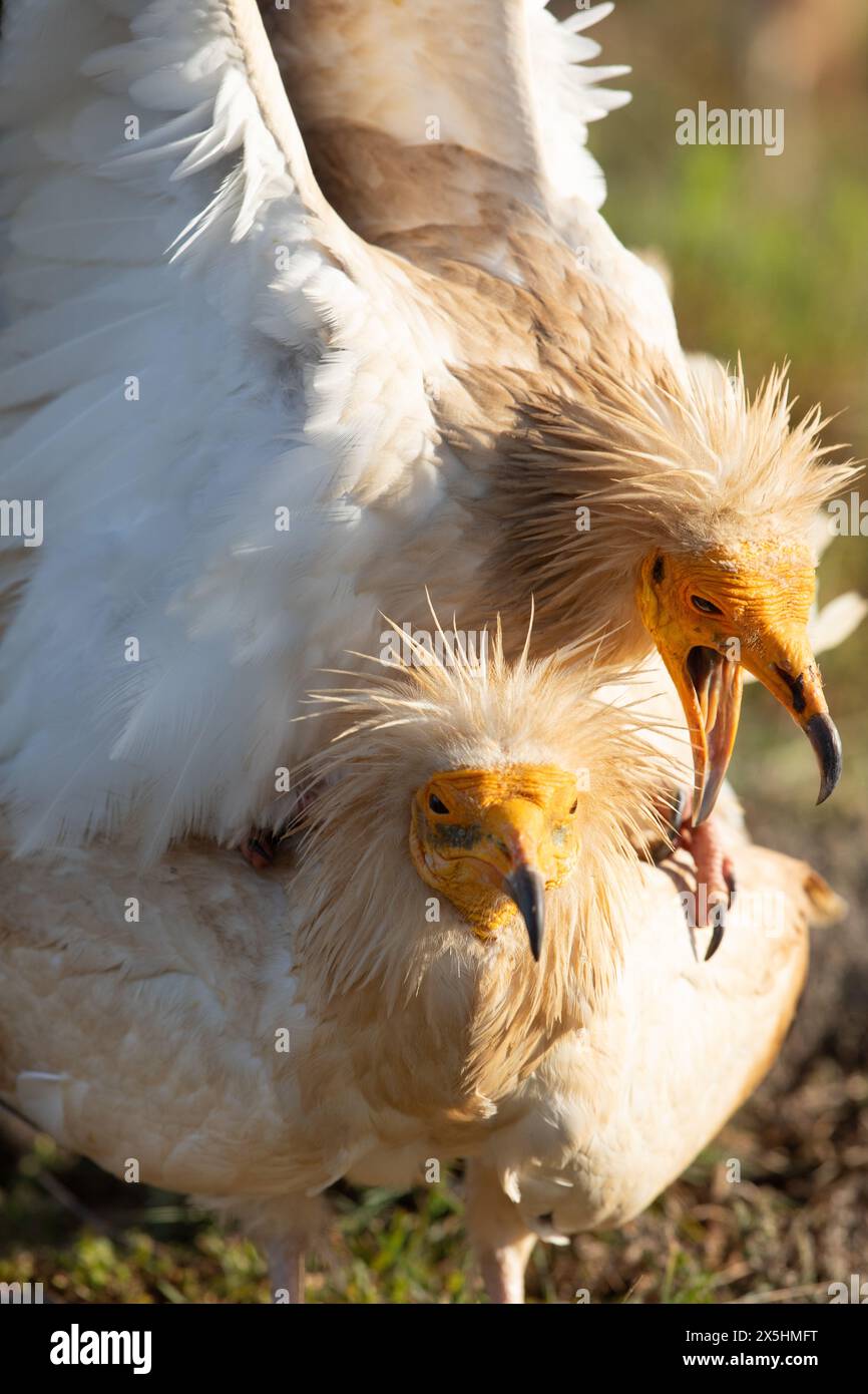 The globally endangered Egyptian vulture (Neophron percnopterus) mating ...