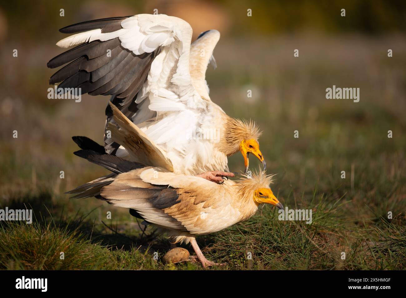 The globally endangered Egyptian vulture (Neophron percnopterus) mating ...
