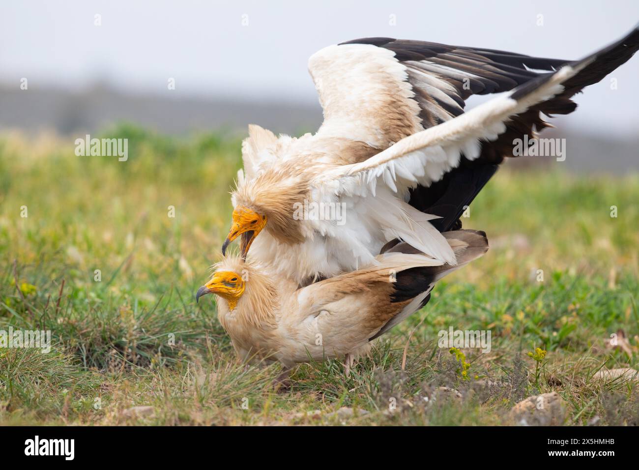 The globally endangered Egyptian vulture (Neophron percnopterus) mating ...