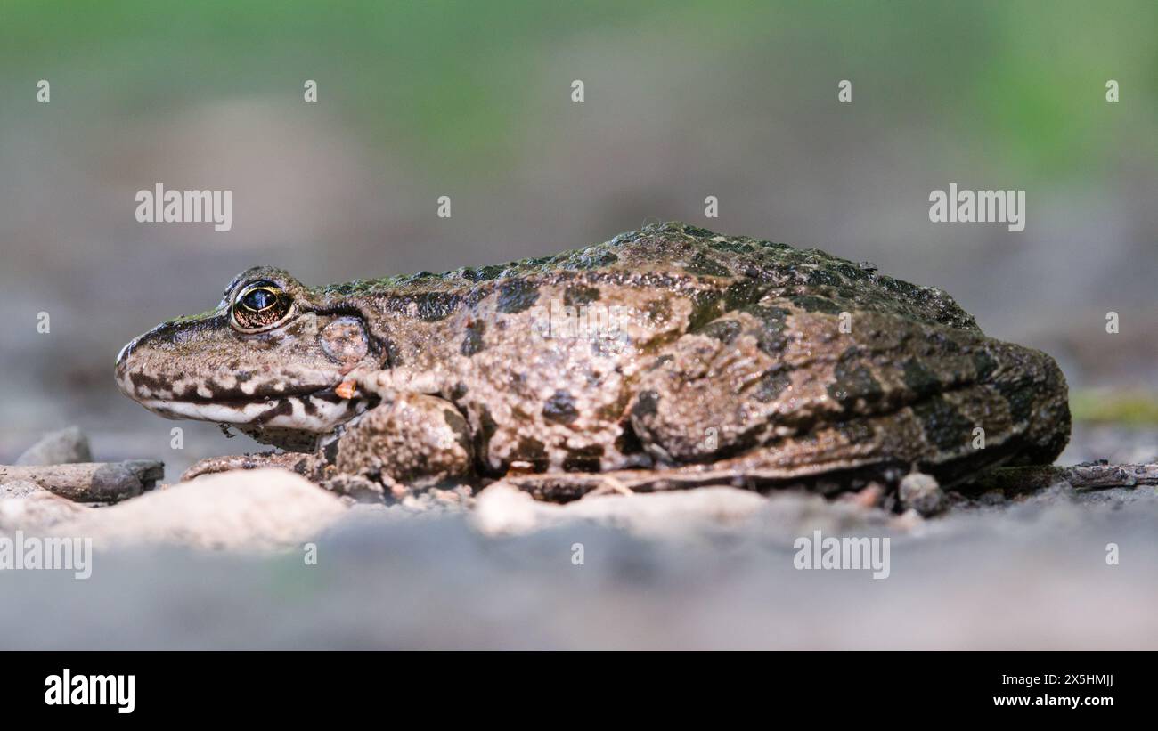 Pelophylax ridibundus aka European marsh frog Stock Photo - Alamy