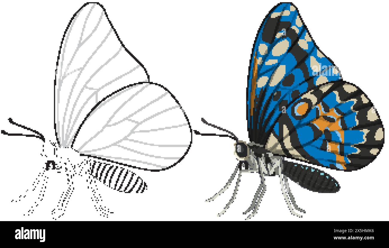 Detailed transformation of a butterfly illustration Stock Vector Image ...