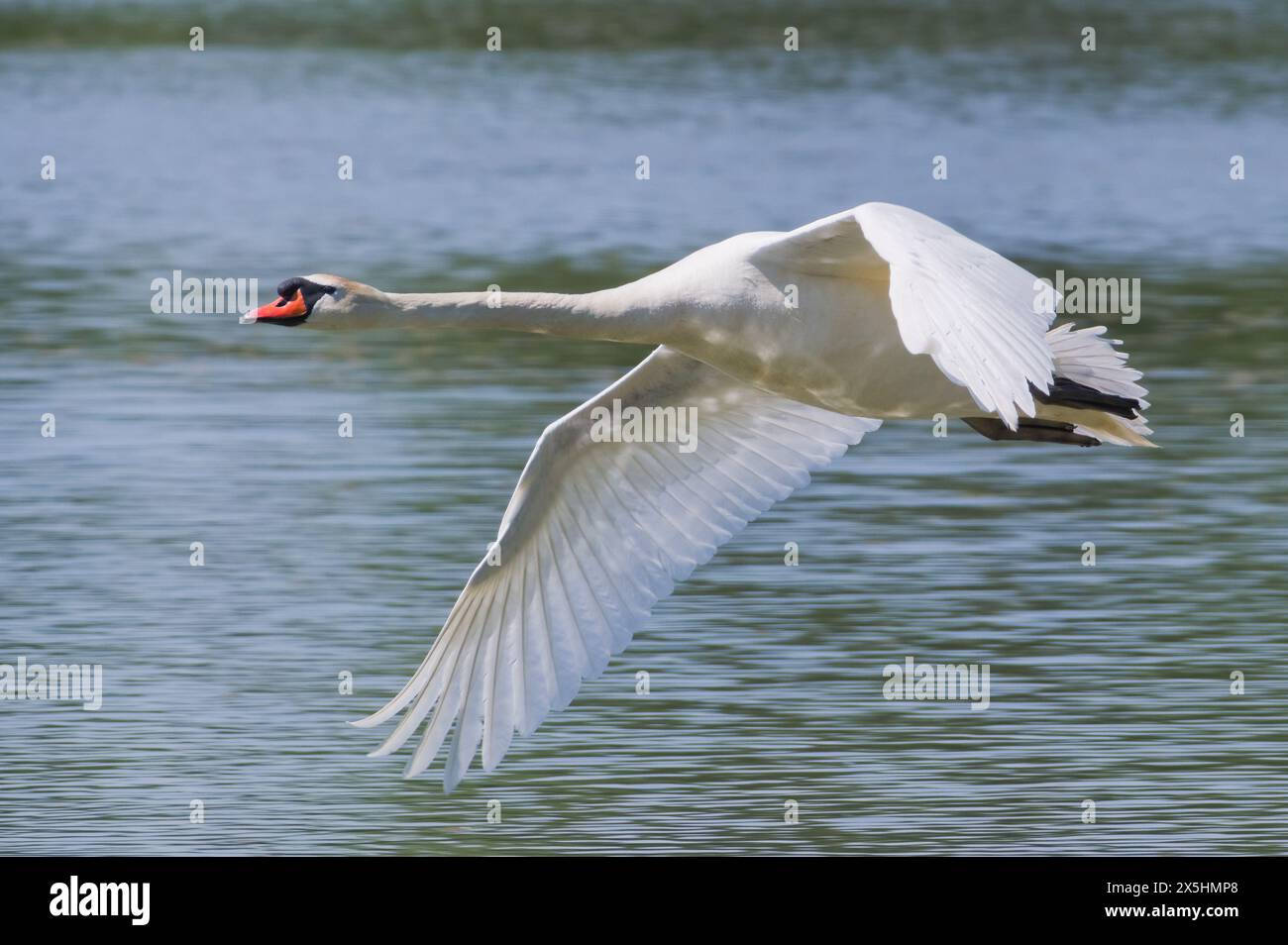 Giant waterfowl Cygnus olor aka Mute swan is flying over the pond Stock ...