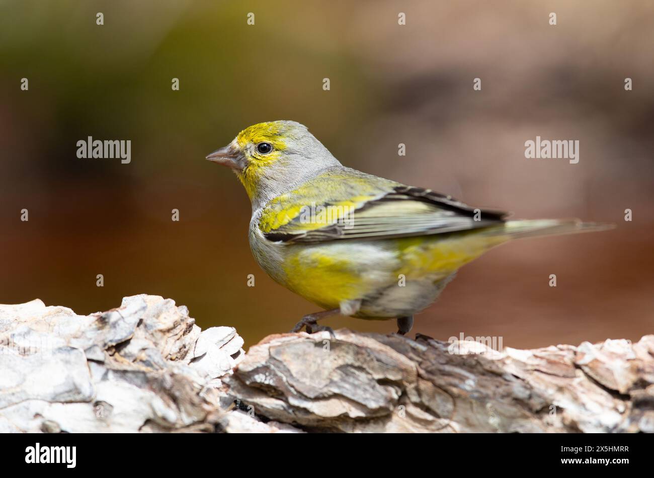 Citril finch hi-res stock photography and images - Alamy
