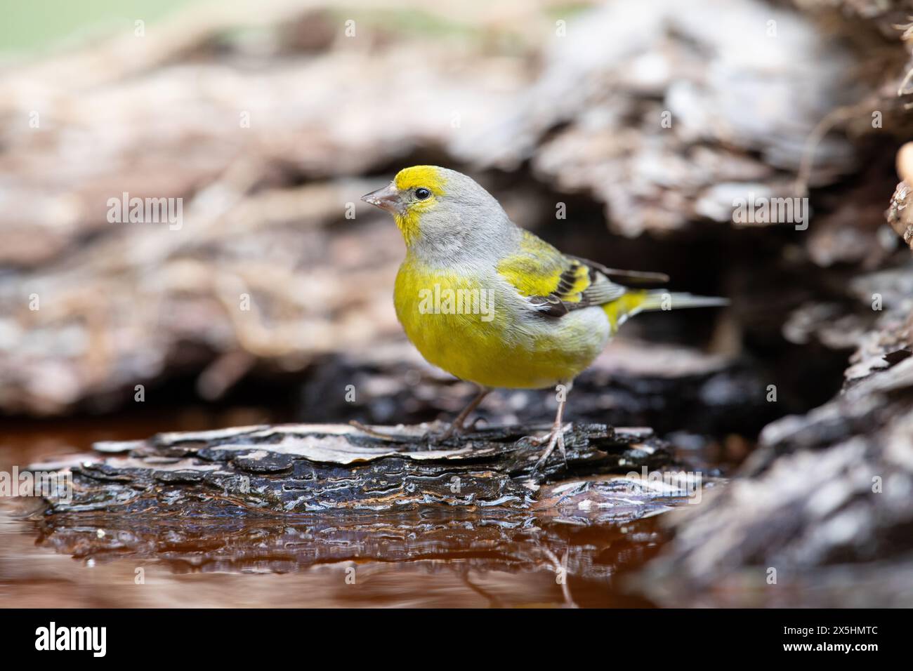 Alpine citril finches hi-res stock photography and images - Alamy