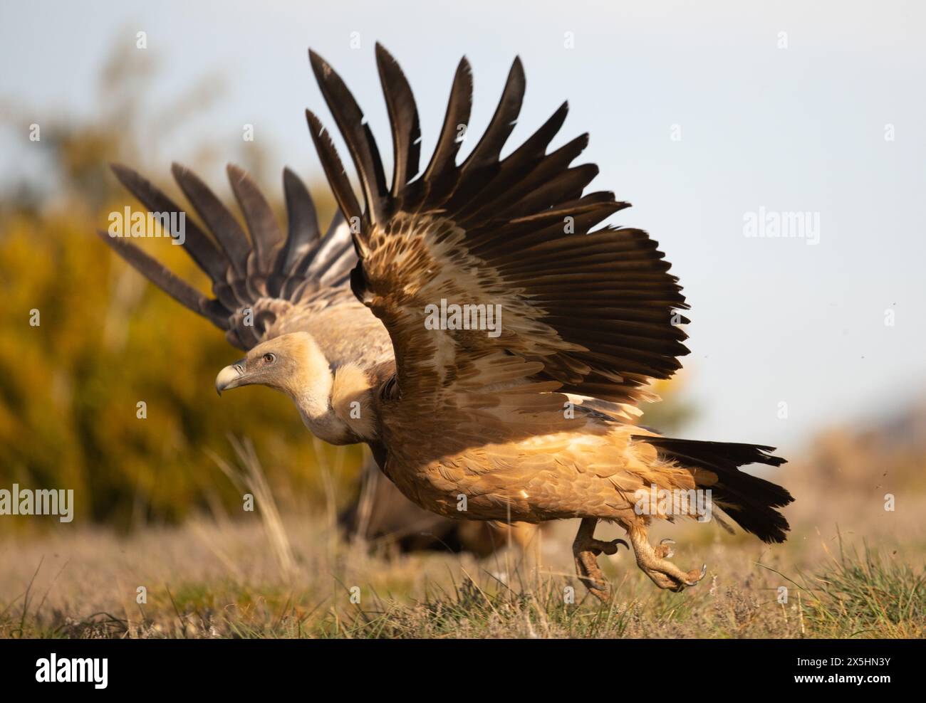 Eurasian griffon vulture (Gyps fulvus) flying. Photographed in the ...