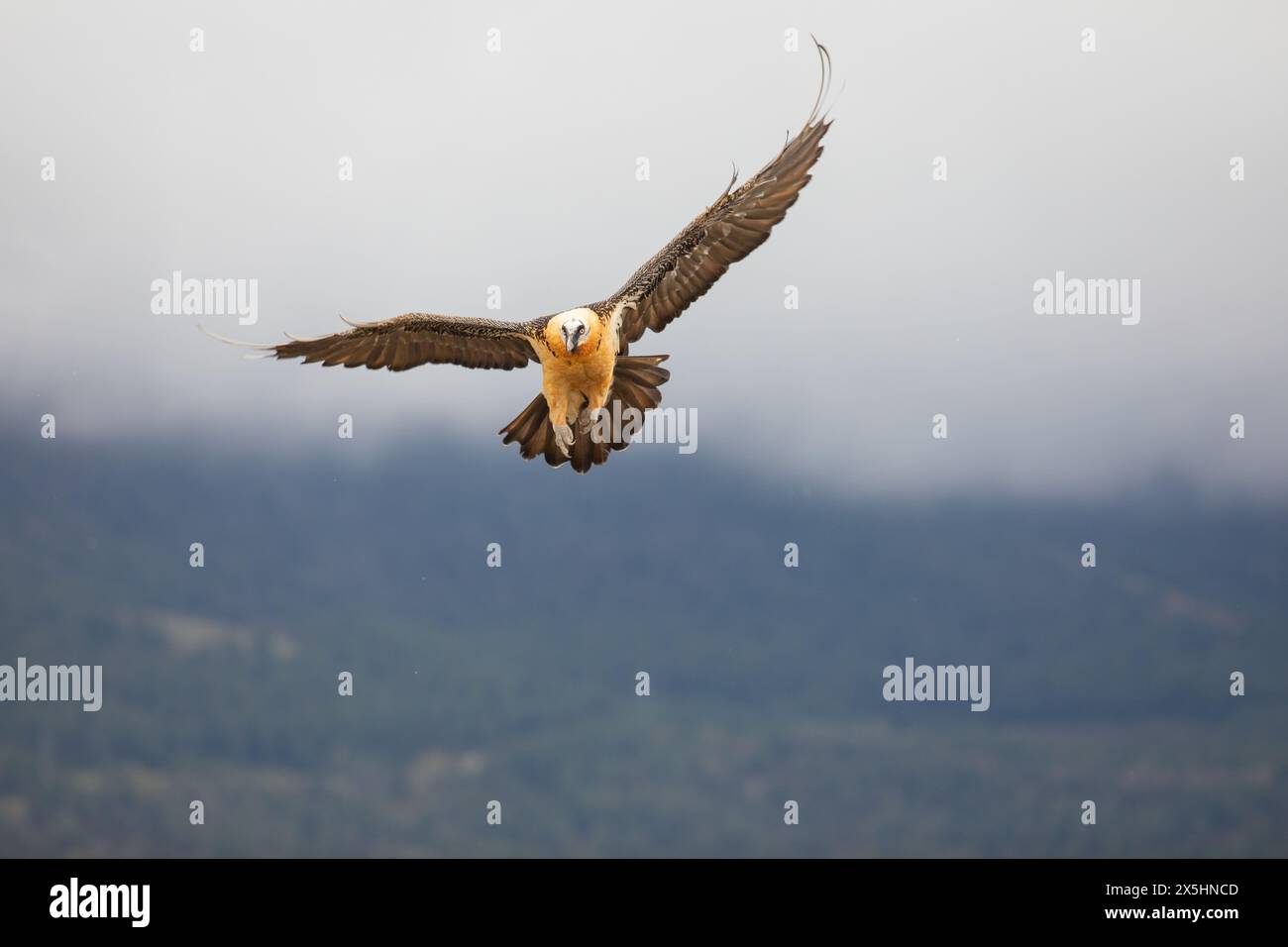 Lammergeier (Gypaetus barbatus) also known as Bearded vulture flying ...