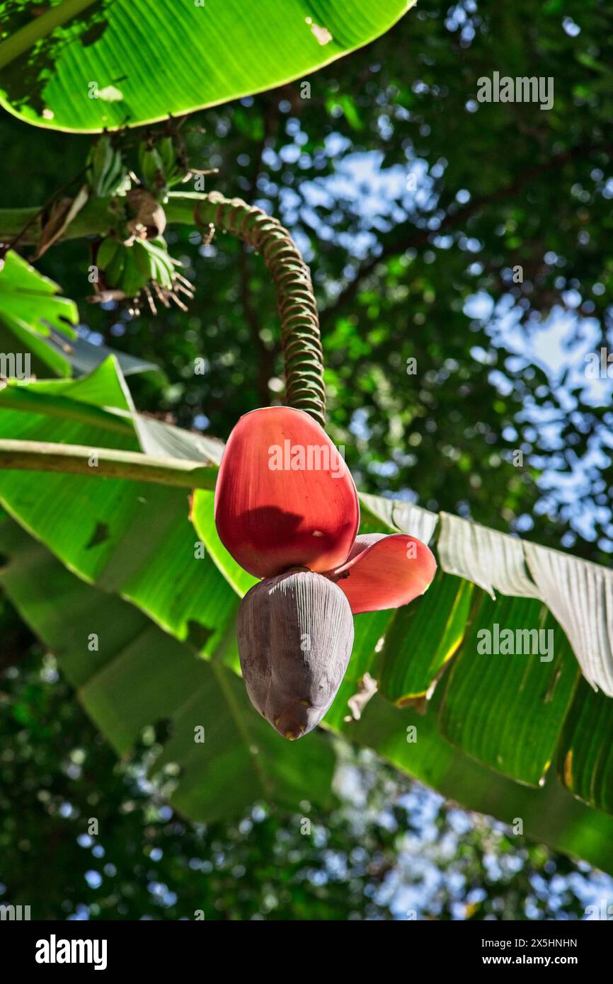Thailand, Chiang Mai, banana tree flower Stock Photo - Alamy