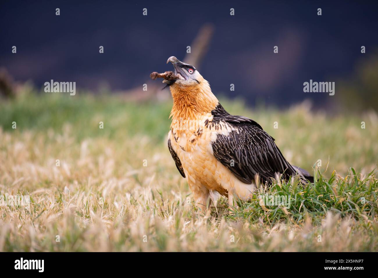 Lammergeier (Gypaetus barbatus) also known as Bearded vulture ...