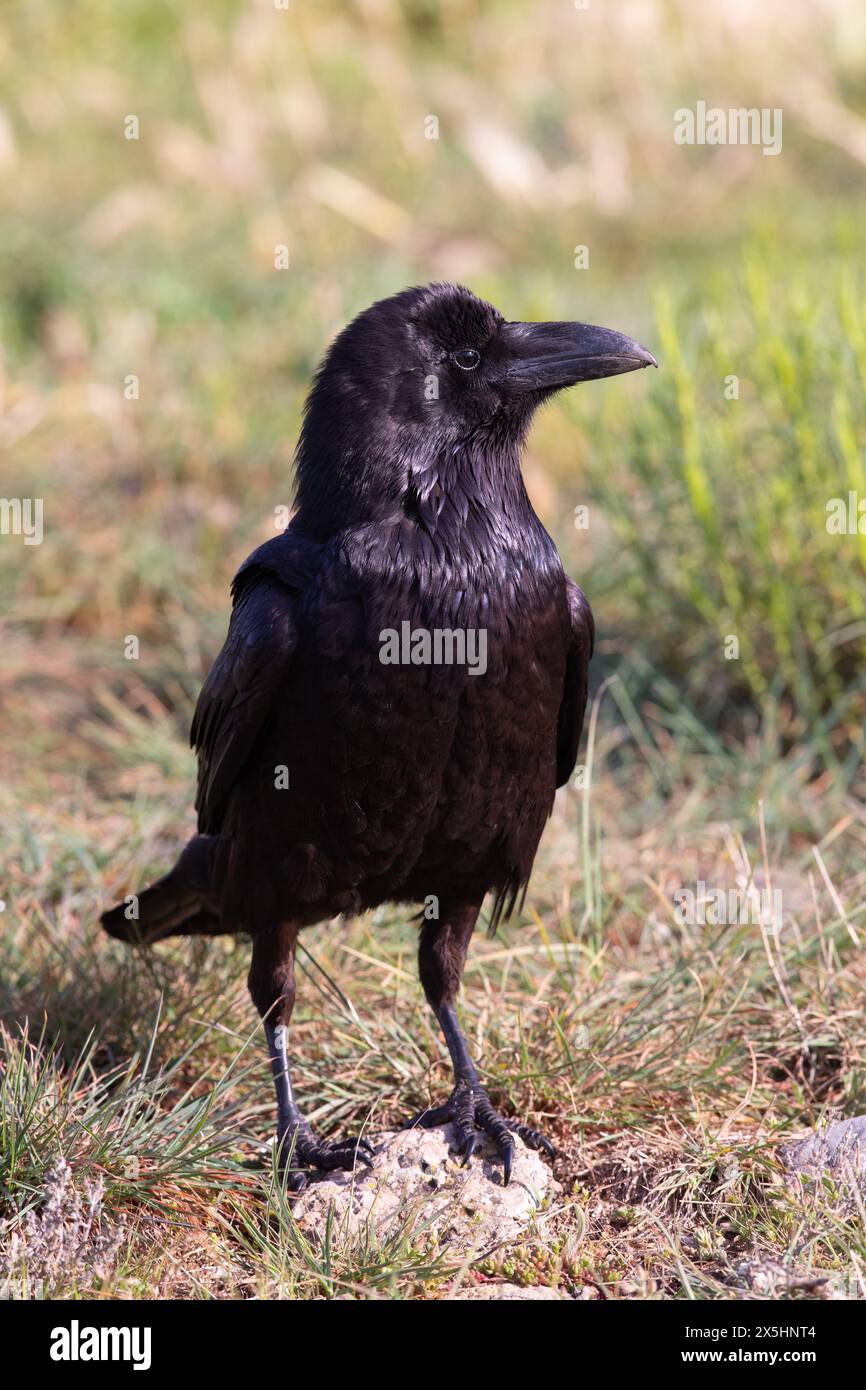 Common raven (Corvus corax) photographed in the Spanish Pyrenees Stock ...