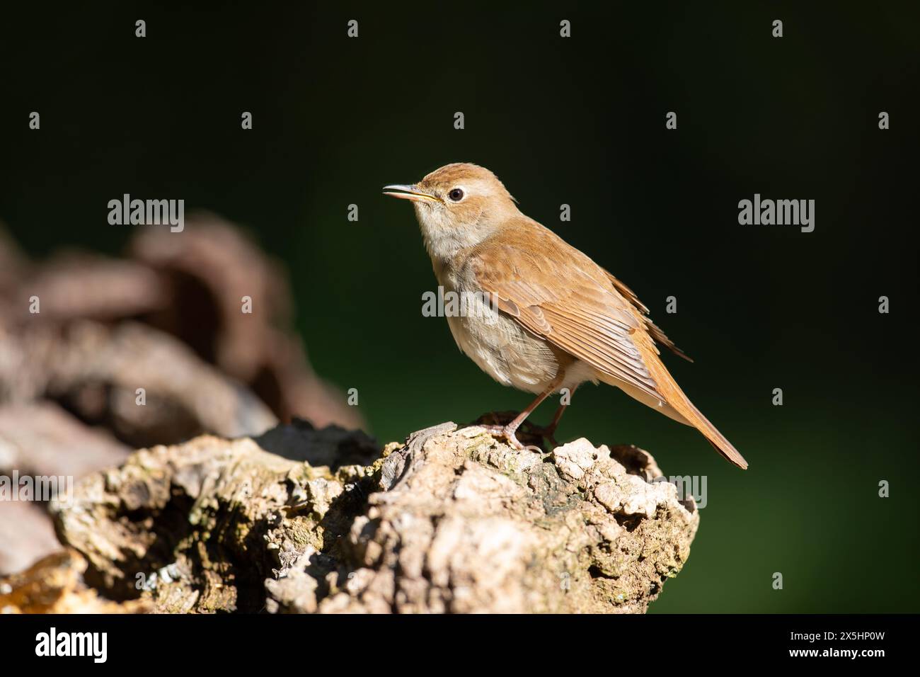 Nightingale (Luscinia megarhynchos) singing. Photographed at Solsona ...