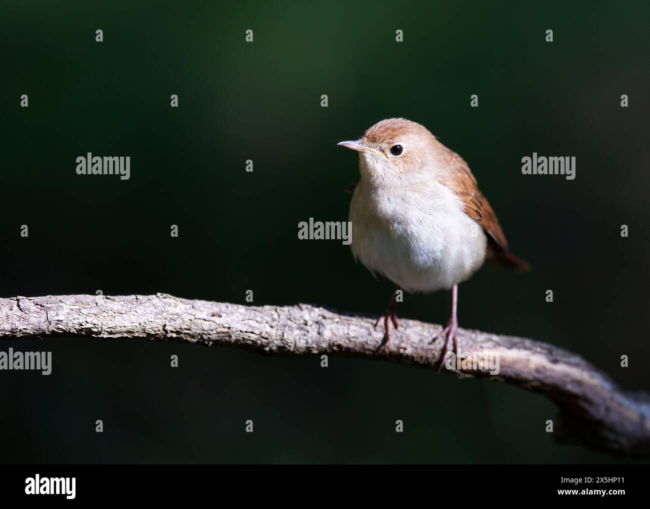 Nightingale (Luscinia megarhynchos). Photographed at Solsona, Spain ...
