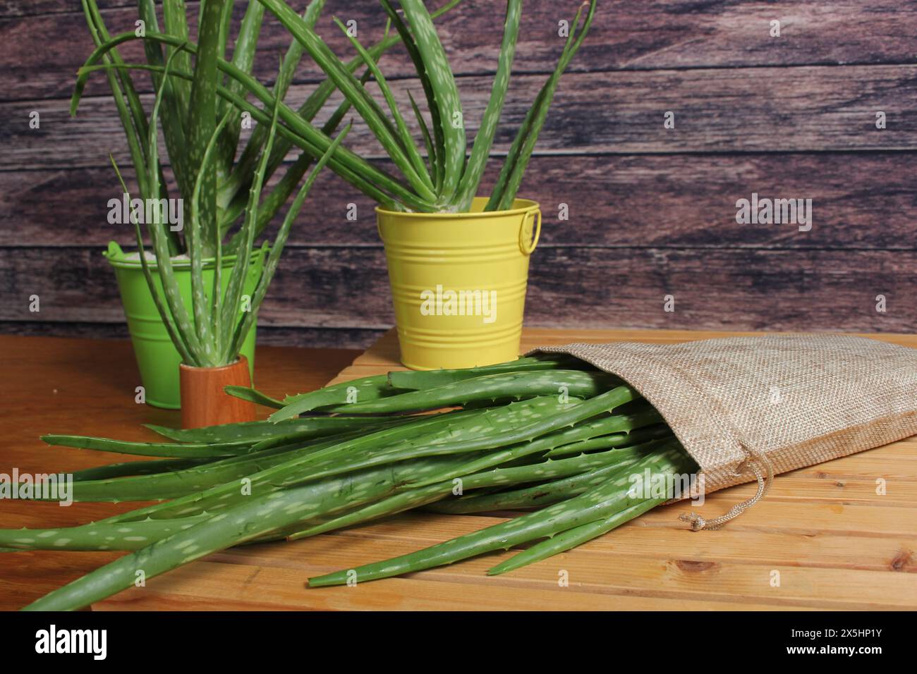 Fresh Raw Aloe Vera Leaves on Table After Harvest Stock Photo - Alamy