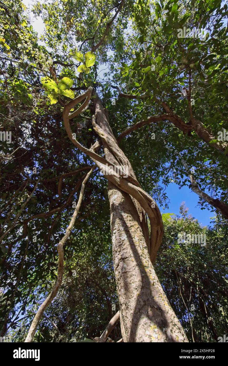 Thailand, Chiang Mai, tropical tree in the rainforest Stock Photo - Alamy