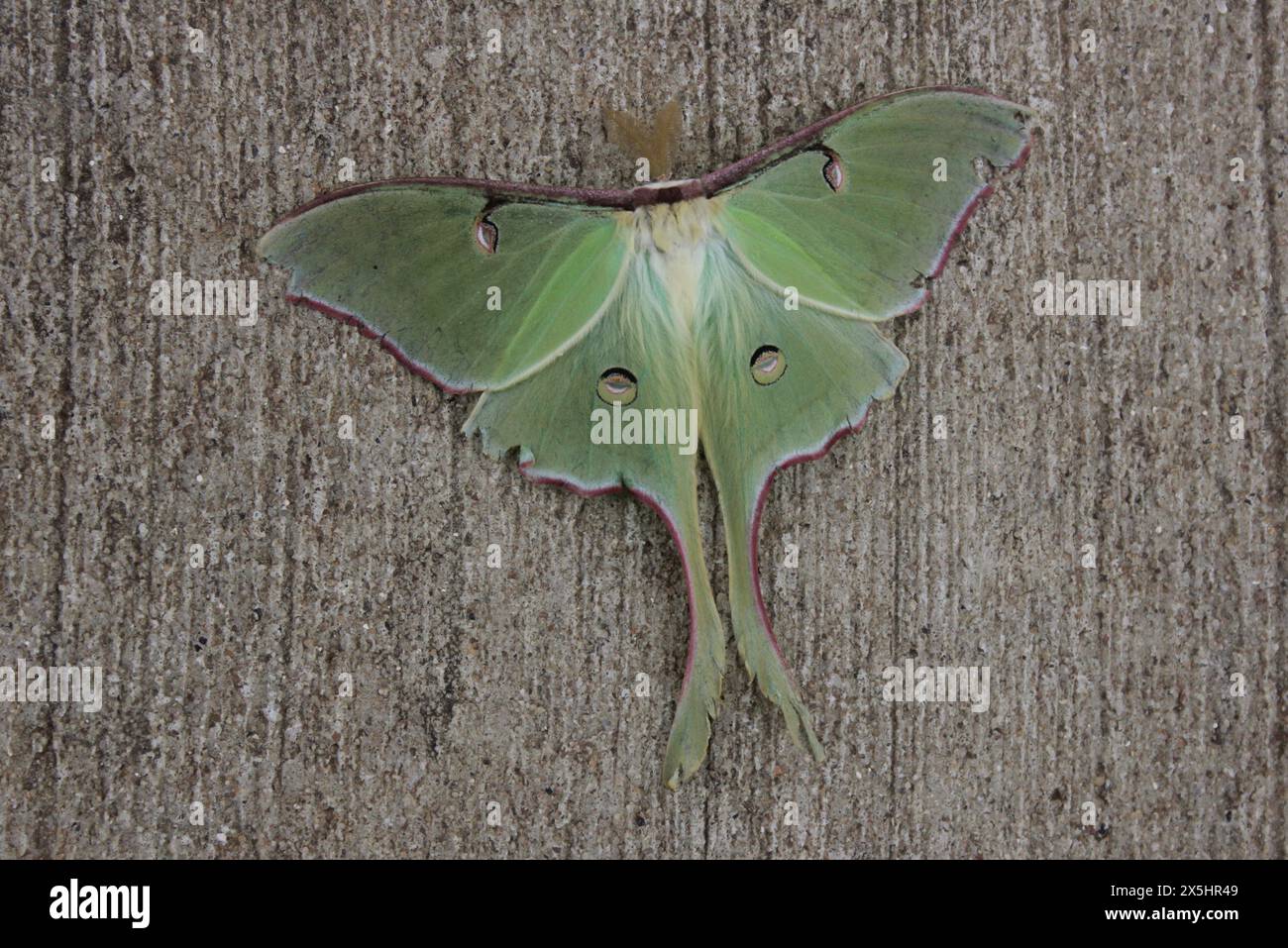 Warehouse moth hi-res stock photography and images - Alamy