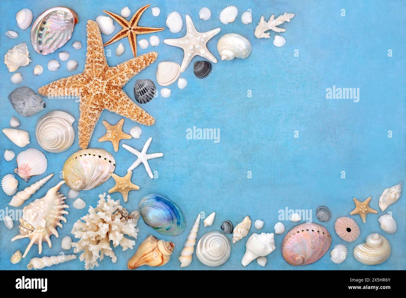 Abstract seashell large collection background border or rustic mottled ...