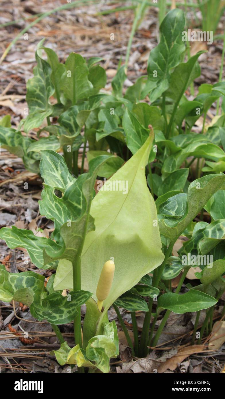 Green Snake Lily Flower in Full Bloom Outdoors Stock Photo - Alamy