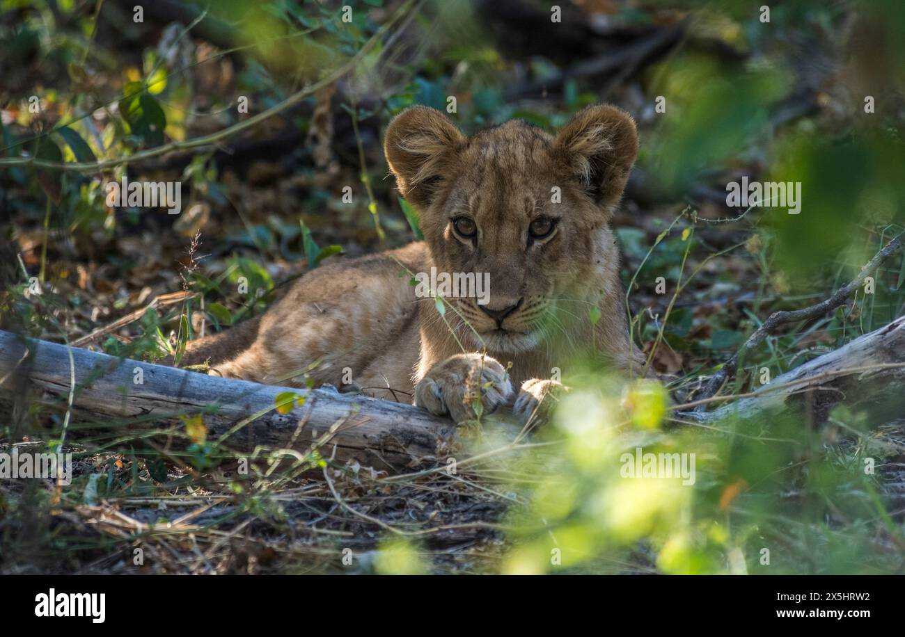 Africa, Botswana, Okavango Delta. A female lion cub rests in the shade ...