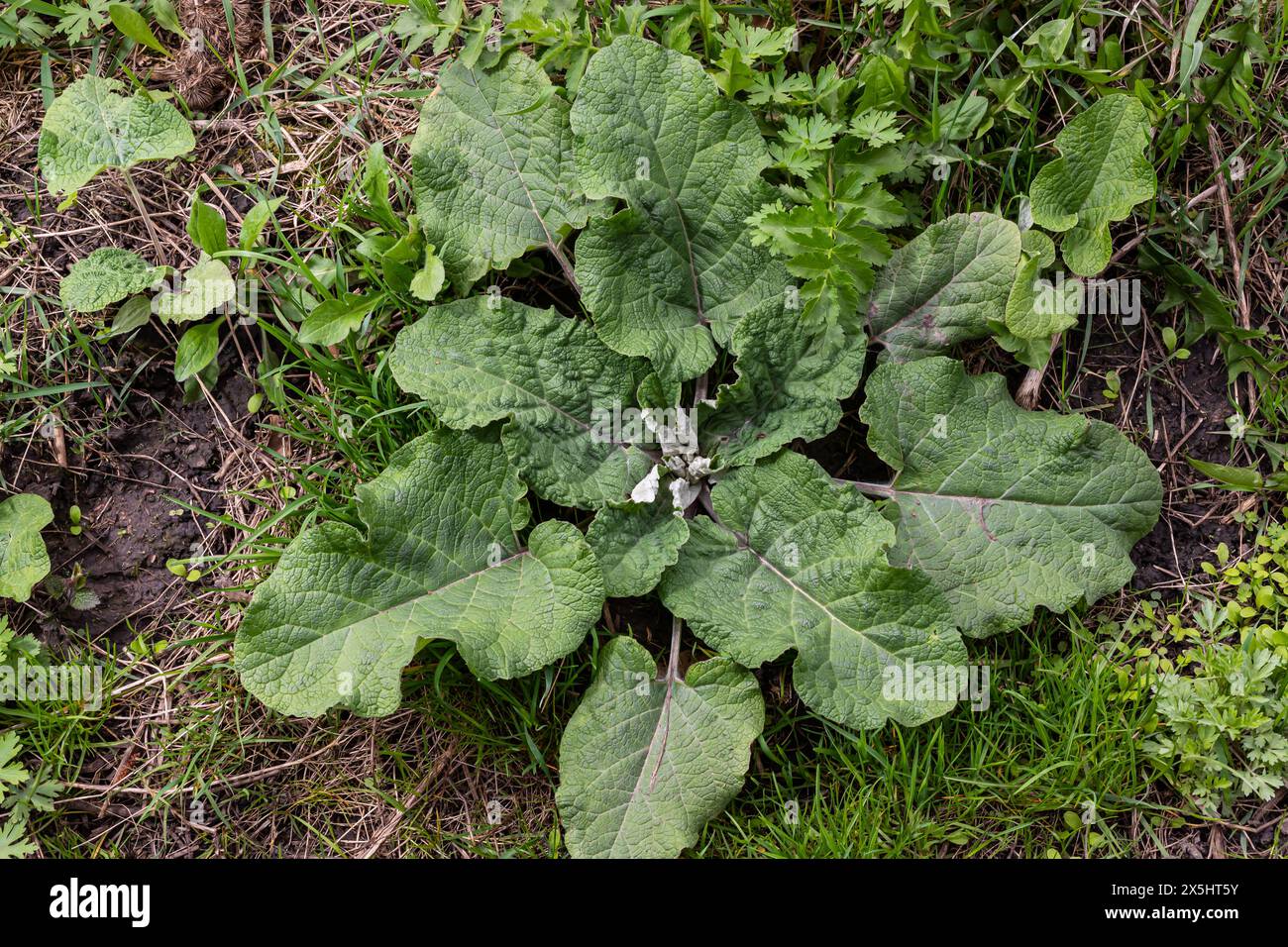 Arctium lappa - Young burdock leaves in an early summer Stock Photo - Alamy