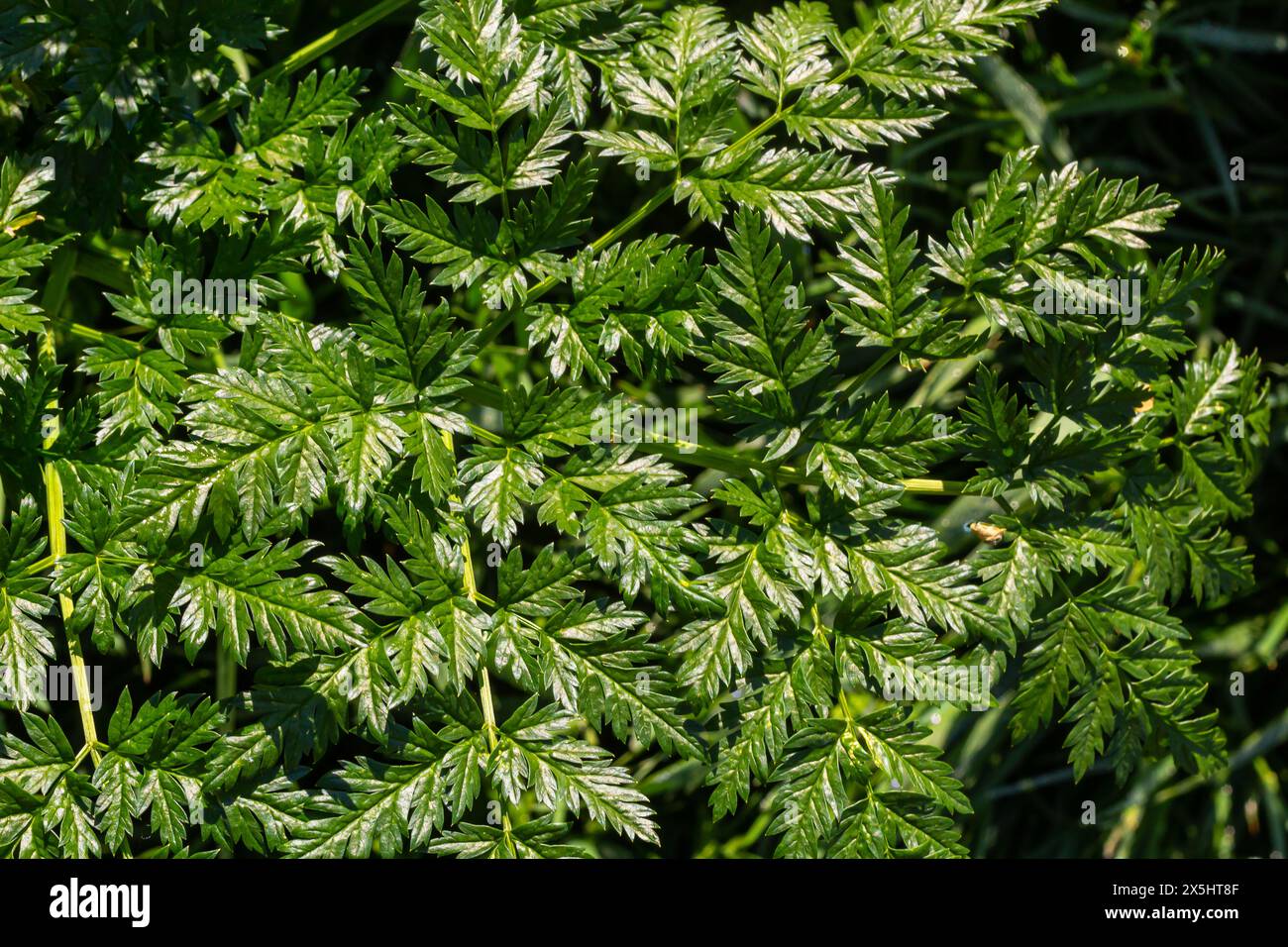 Green leaves of a Conium maculatum poison hemlock poisonous plant close ...