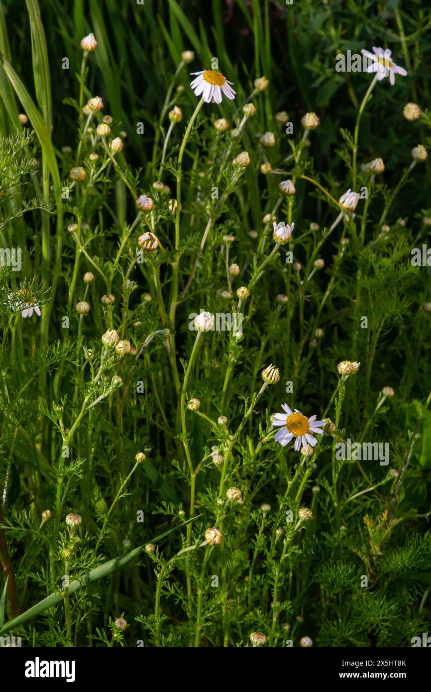 Tripleurospermum maritimum Matricaria maritima is a species of ...
