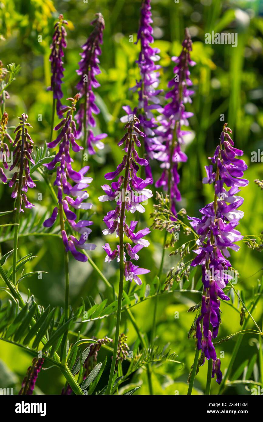 Vetch, vicia cracca valuable honey plant, fodder, and medicinal plant ...