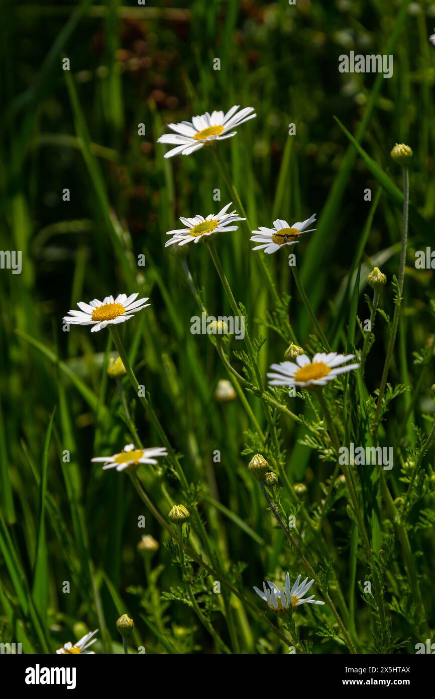 Tripleurospermum maritimum Matricaria maritima is a species of ...