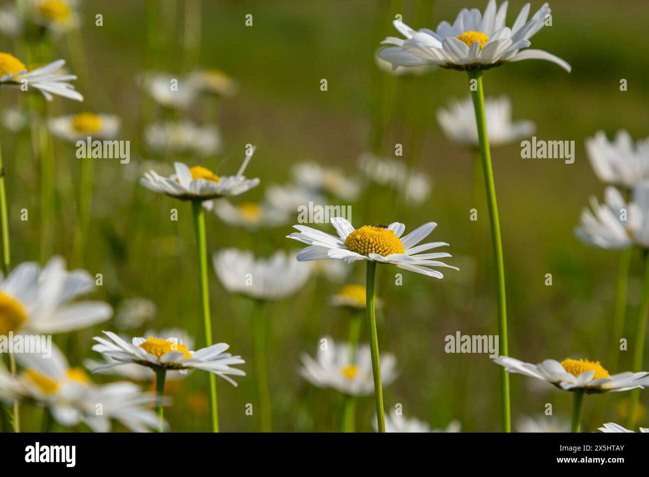 Wild daisy flowers growing on meadow, white chamomiles. Oxeye daisy ...