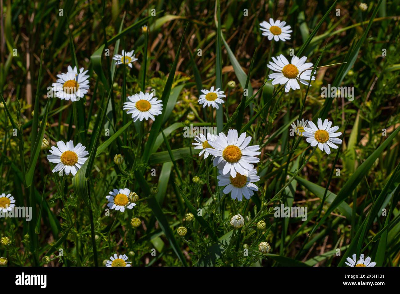 Tripleurospermum maritimum Matricaria maritima is a species of ...