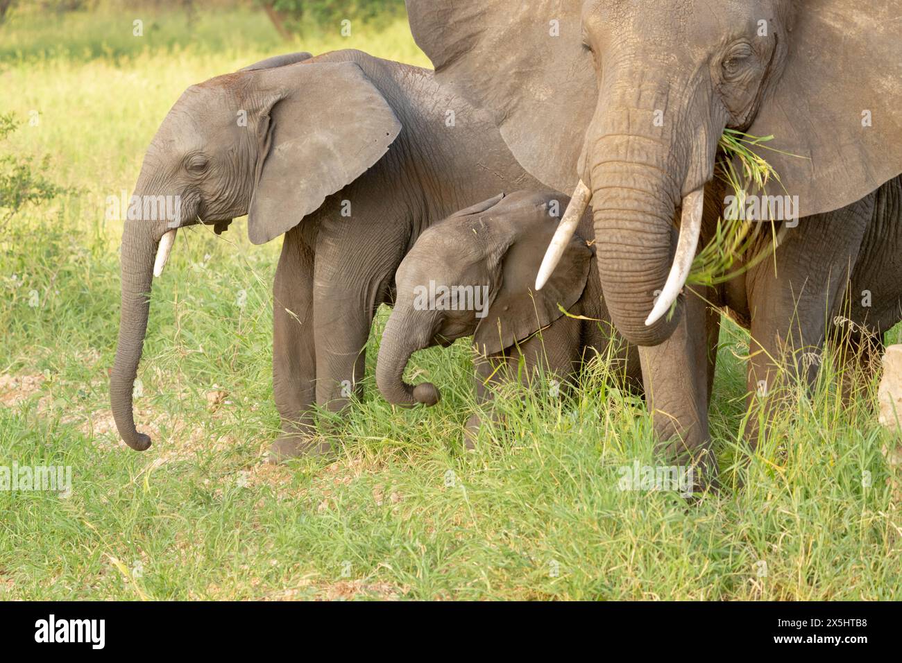 Africa, Tanzania, African bush elephant. A family group of elephants ...