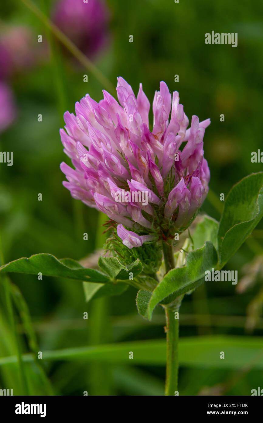 Trifolium pratense, red clover. Collect valuable flowers fn the meadow ...