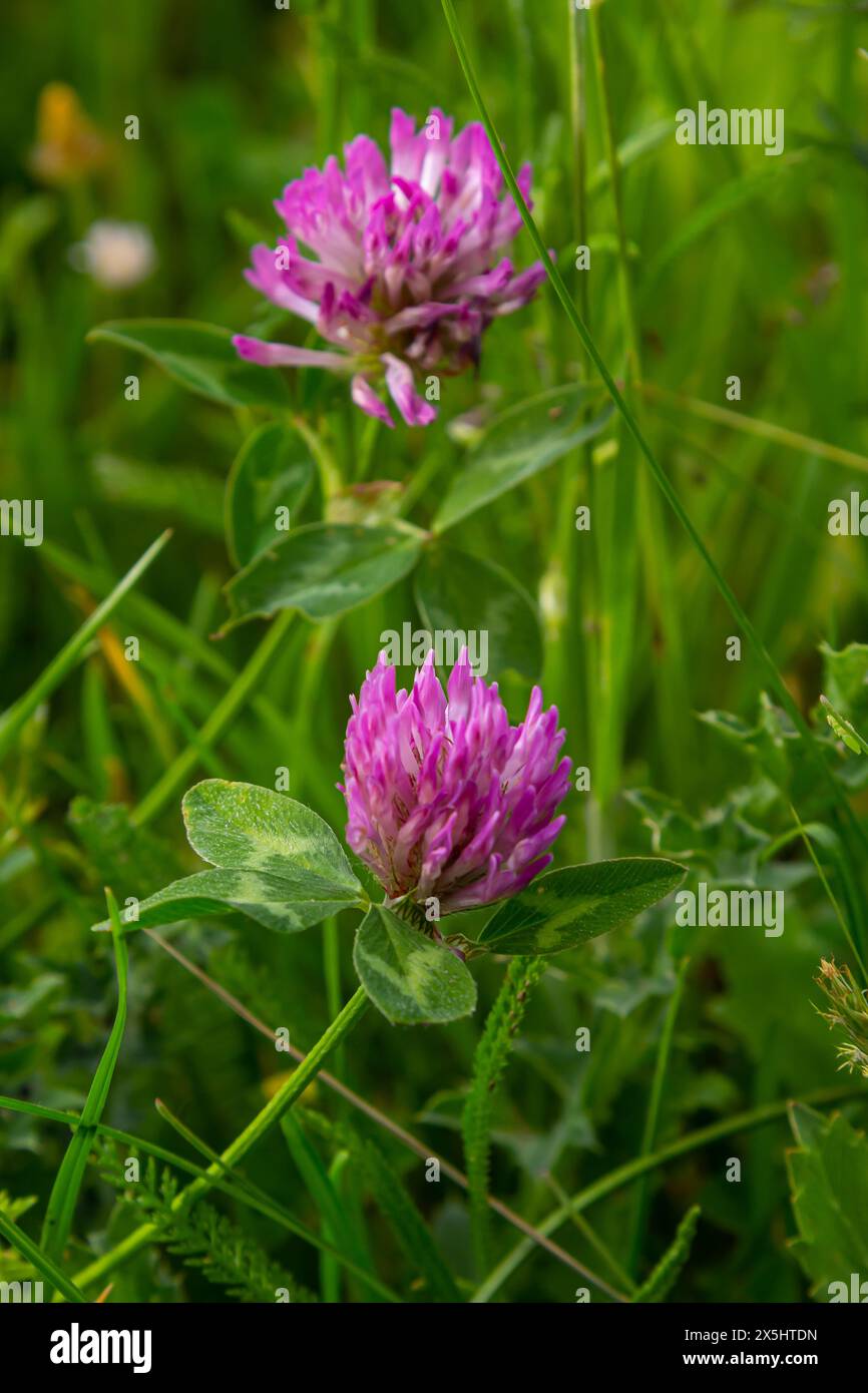 Trifolium pratense, red clover. Collect valuable flowers fn the meadow ...