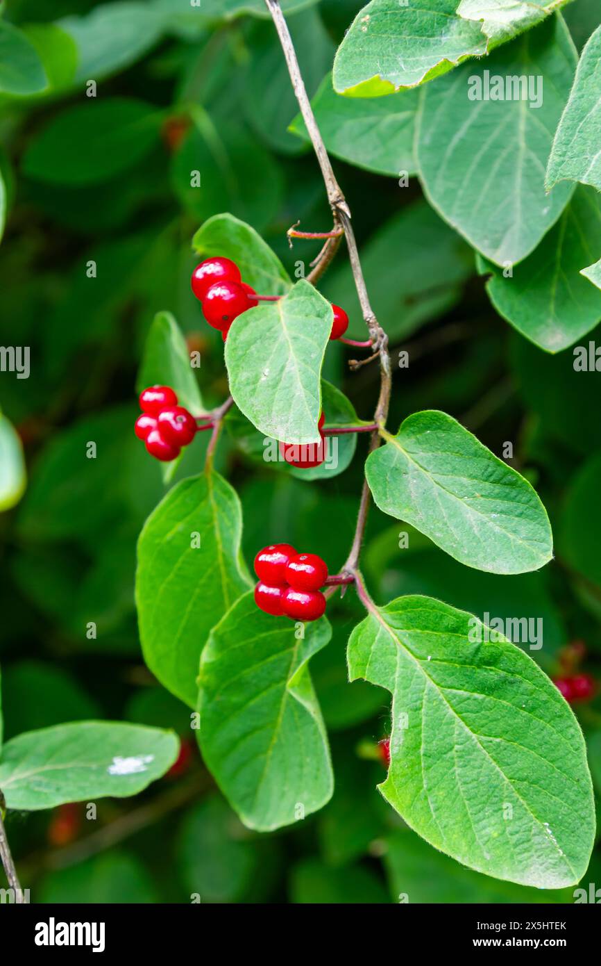 Festive Holiday Honeysuckle Branch with Red Berries Lonicera xylosteum ...