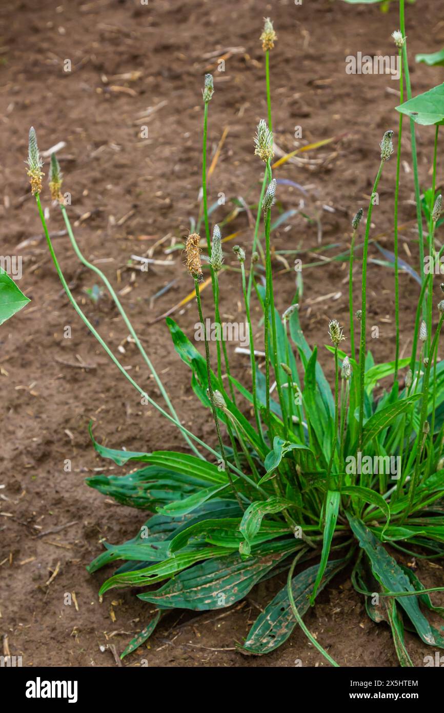 Ribwort plantain Plantago lanceolata. Medicinal plants in the garden ...