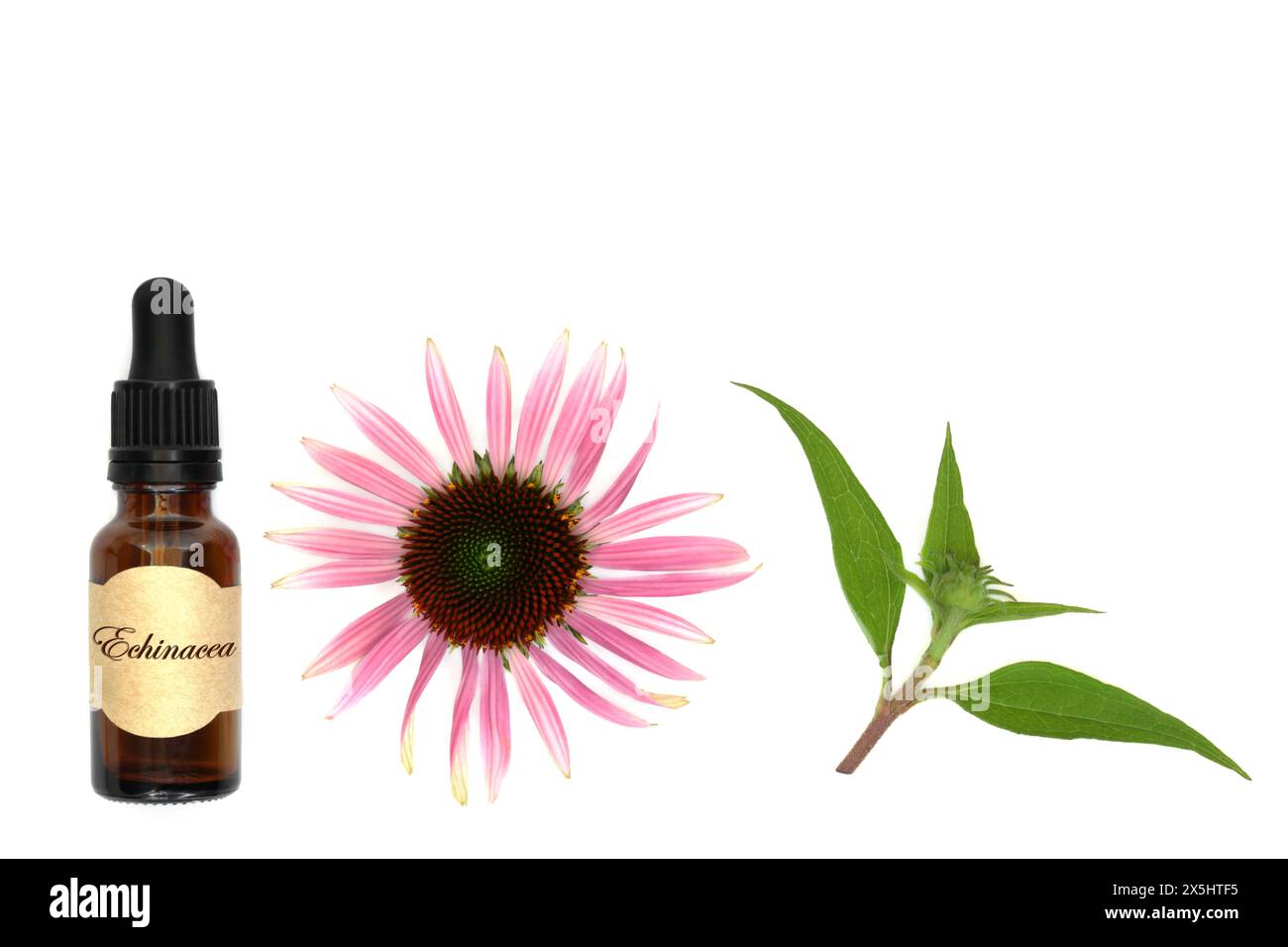 Echinacea for coughs colds and bronchitis. Alternative healing remedies ...