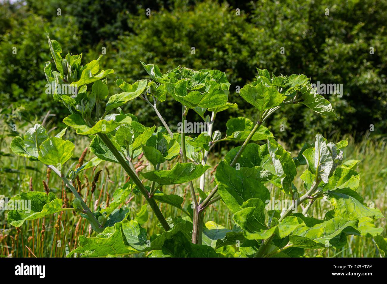 Arctium lappa - Young burdock leaves in an early summer Stock Photo - Alamy